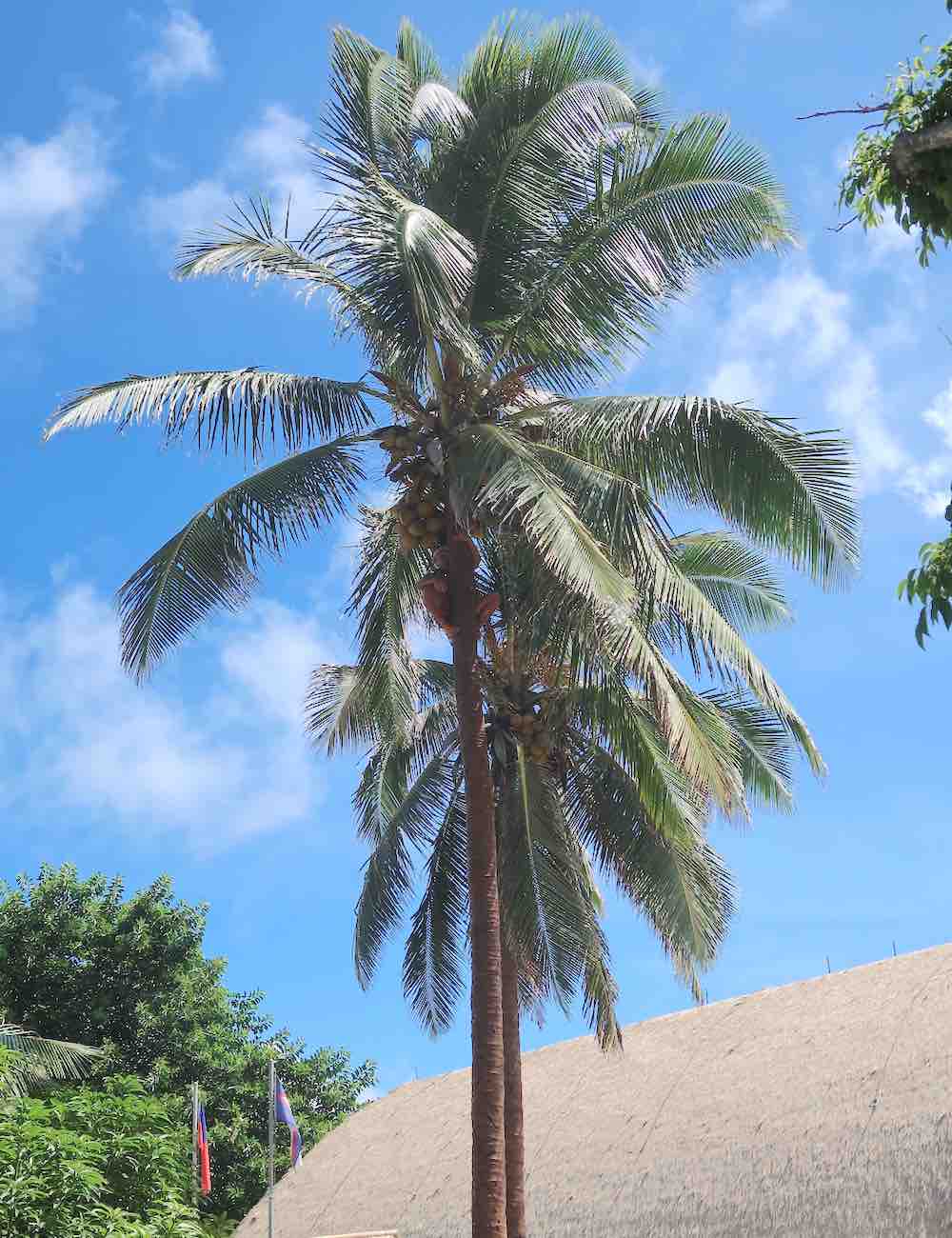 Top Things to Do at Polynesian Cultural Center
